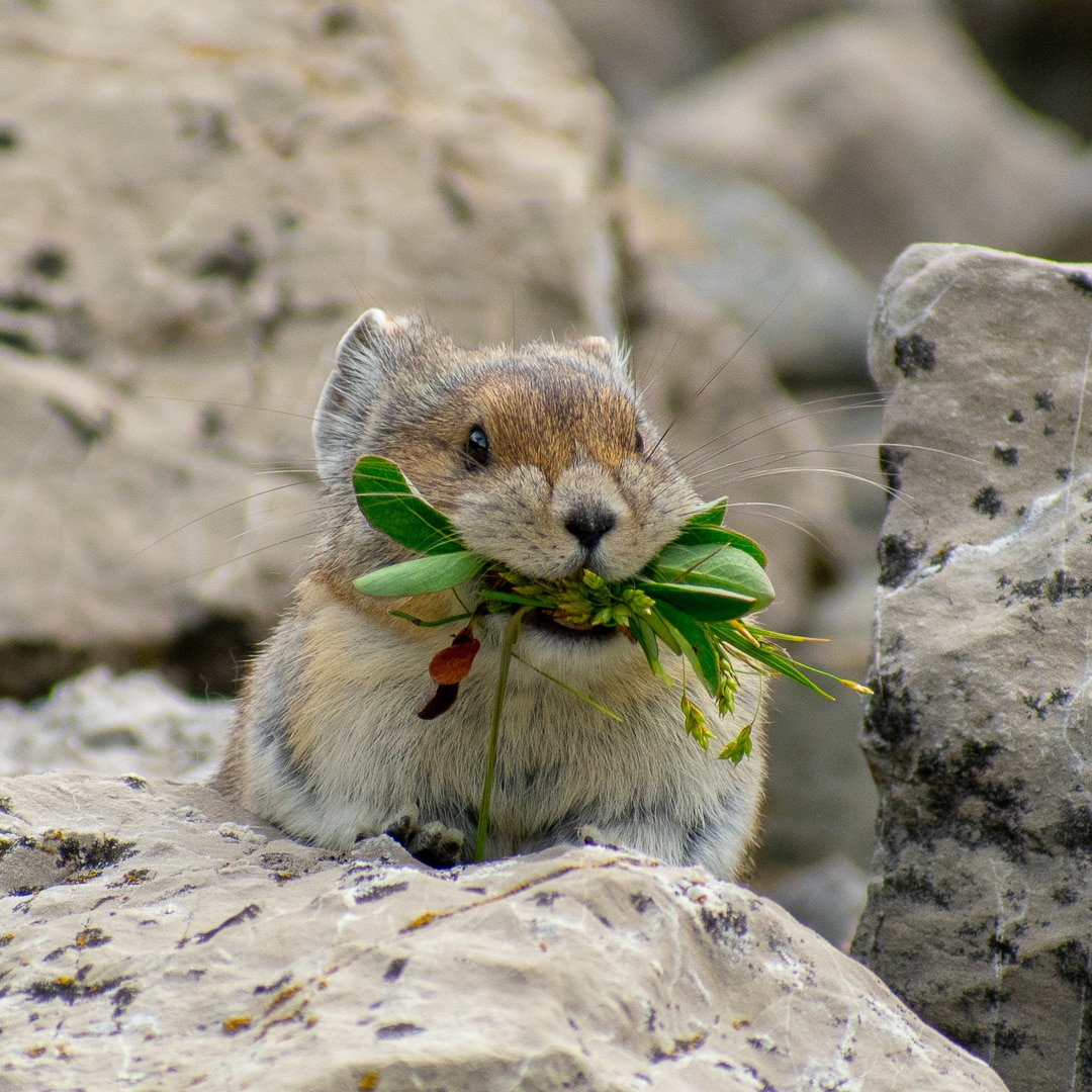 ESAA Photo Contest – ESAA